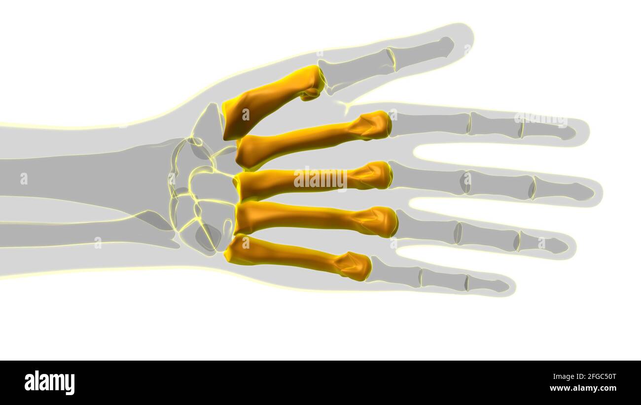 Human Skeleton Hand Phalanges Bone Anatomy For Medical Concept 3D ...