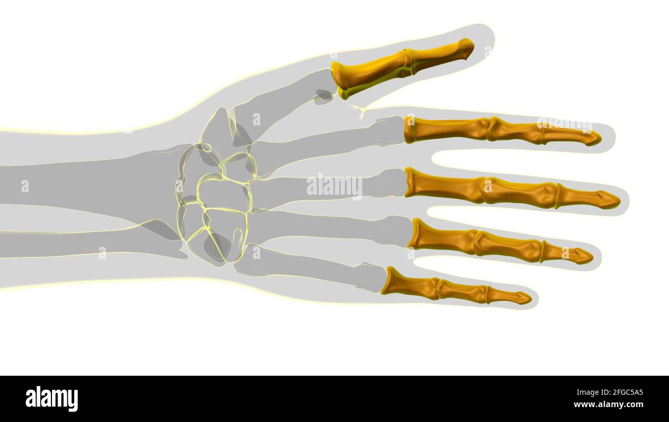 Human Skeleton Hand Phalanges Bone Anatomy For Medical Concept 3D ...