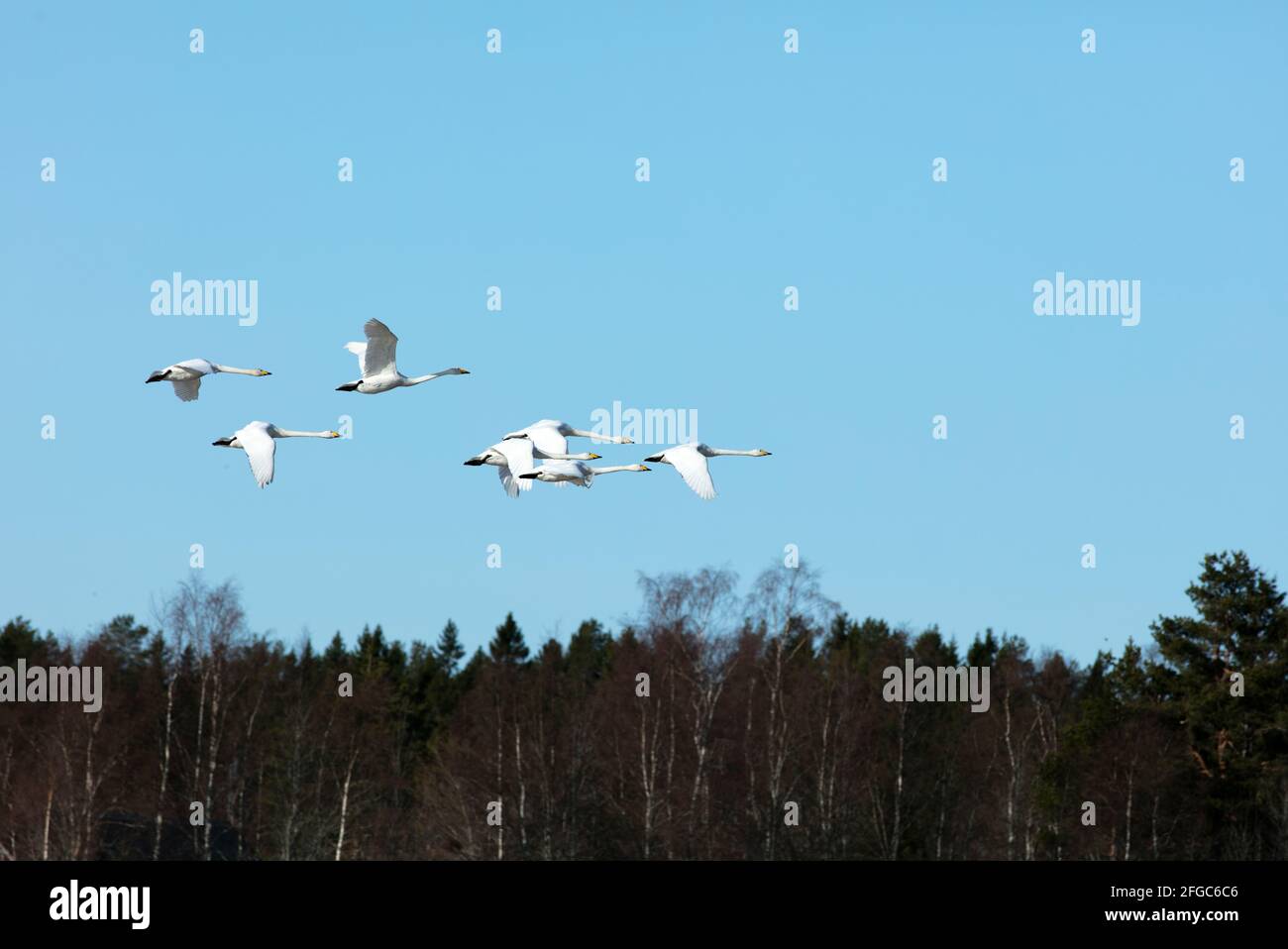 Whooper swan in migration in the sky during spring. Sunshine, and ...