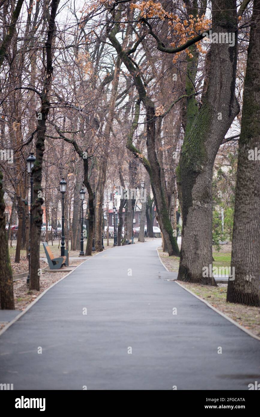 large trees grow along the path in Almaty Stock Photo - Alamy