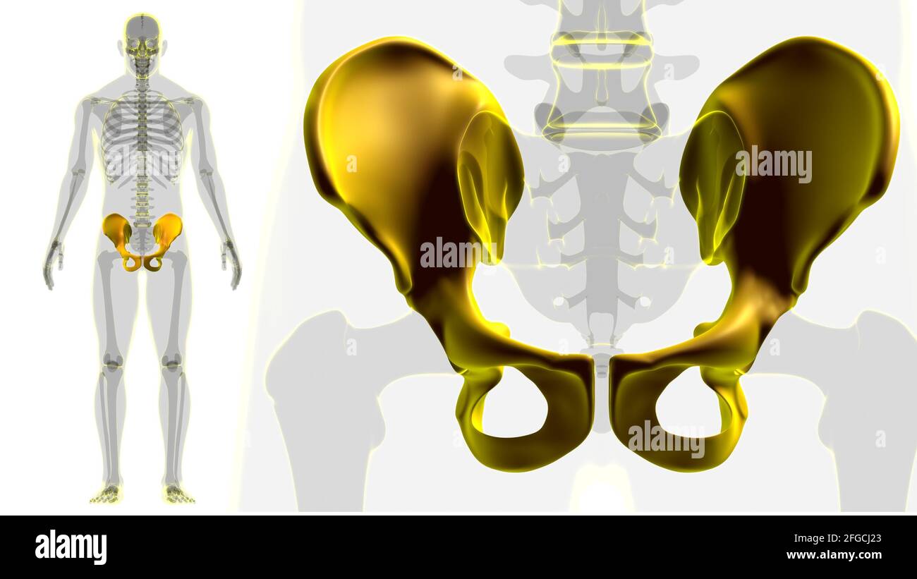 Human Skeleton Hip or Pelvic bone Anatomy For Medical Concept 3D ...