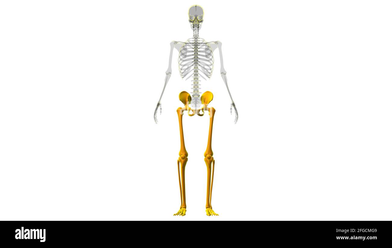 Human Skeleton Lower Limbs Anatomy 3D Illustration Stock Photo - Alamy