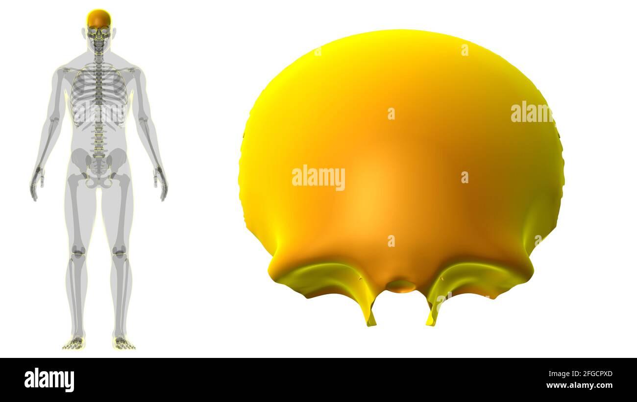 Human Skeleton Skull Frontal Bone Anatomy For Medical Concept 3D ...