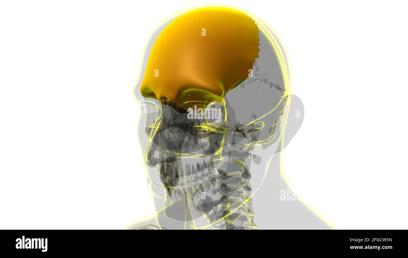Human Skeleton Skull Frontal Bone Anatomy For Medical Concept 3D ...