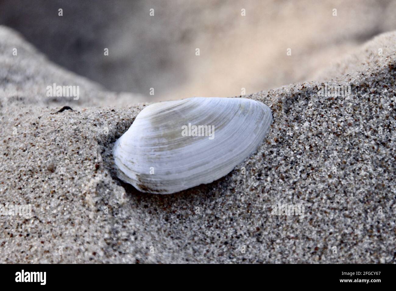 Sea shells on the beach of the Baltic Sea Stock Photo - Alamy