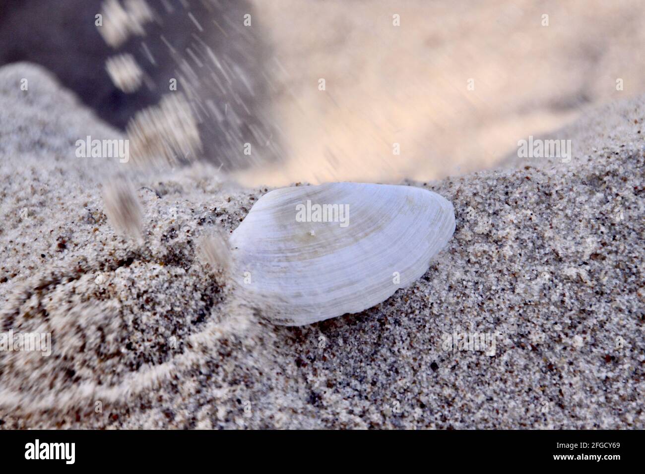 Sea shells on the beach of the Baltic Sea Stock Photo - Alamy