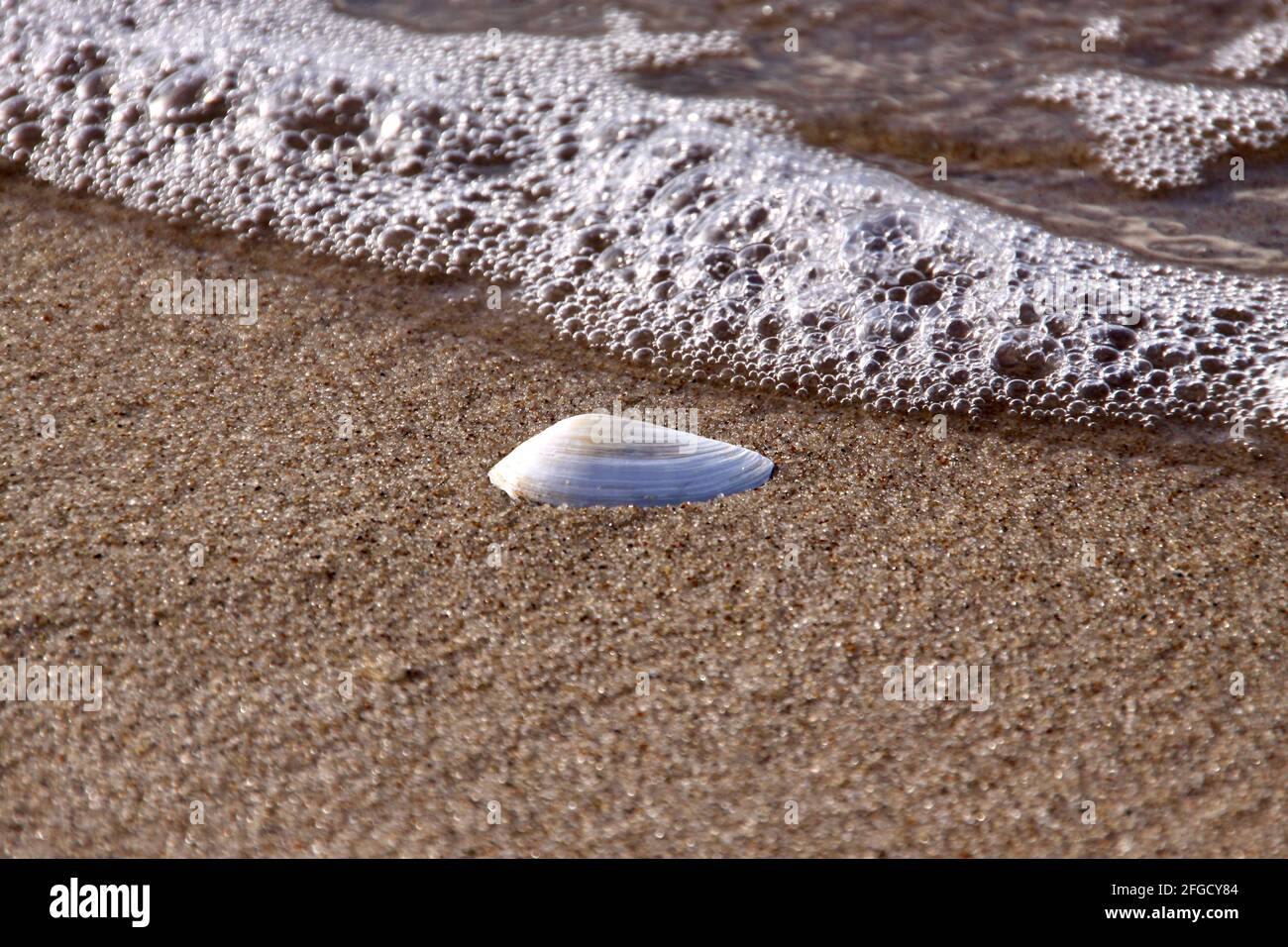 Sea shells on the beach of the Baltic Sea Stock Photo - Alamy