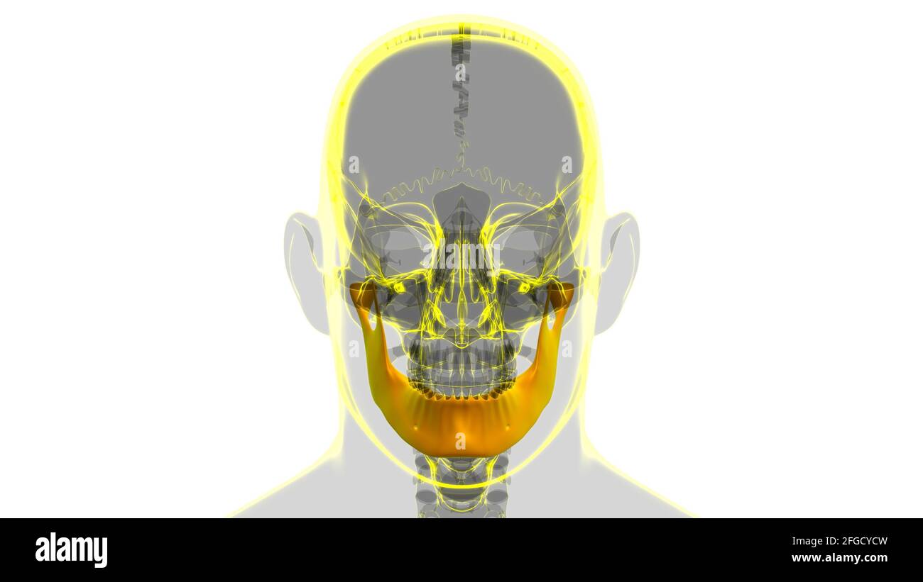 Human Skeleton Skull Mandible Bone Anatomy For Medical Concept 3D ...