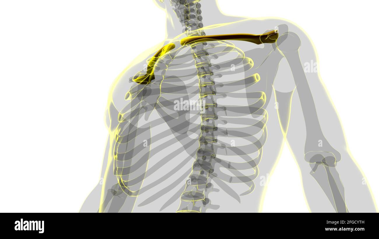 Human skeleton anatomy Clavicle Bones 3D Rendering For Medical Concept ...