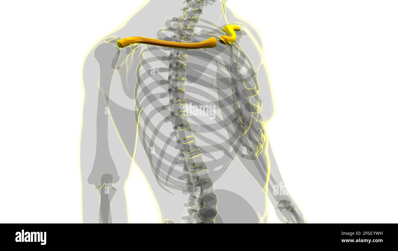 Human skeleton anatomy Clavicle Bones 3D Rendering For Medical Concept ...