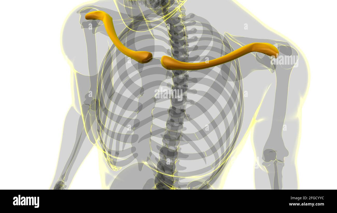 Human skeleton anatomy Clavicle Bones 3D Rendering For Medical Concept ...