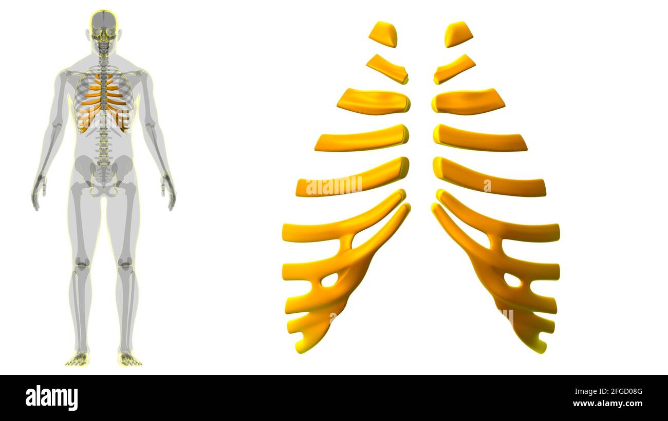 Human skeleton anatomy Costal Cartilage 3D Rendering For Medical ...