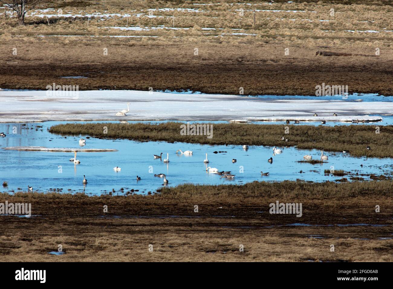 View of a large gathering, rest place for migration birds during April ...