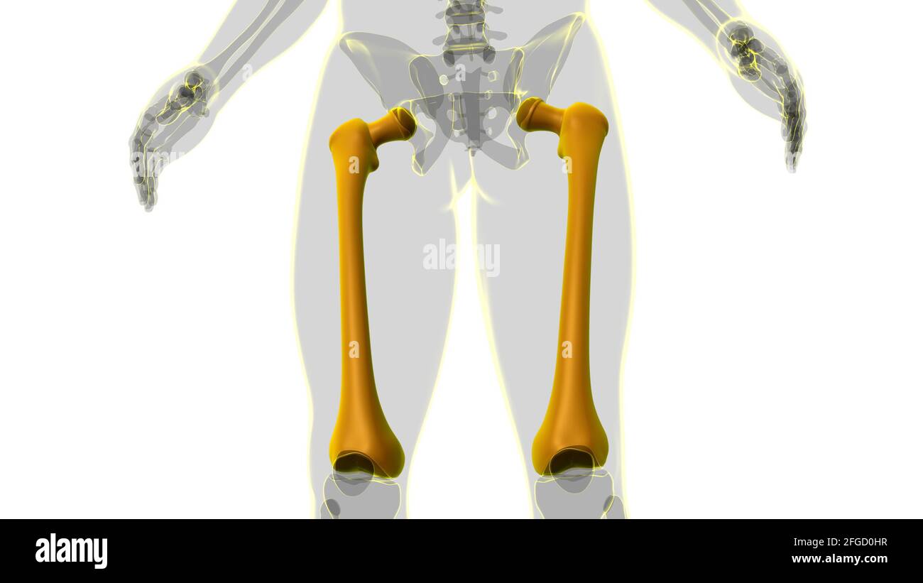 Human skeleton anatomy Femur Bone 3D Rendering For Medical Concept ...