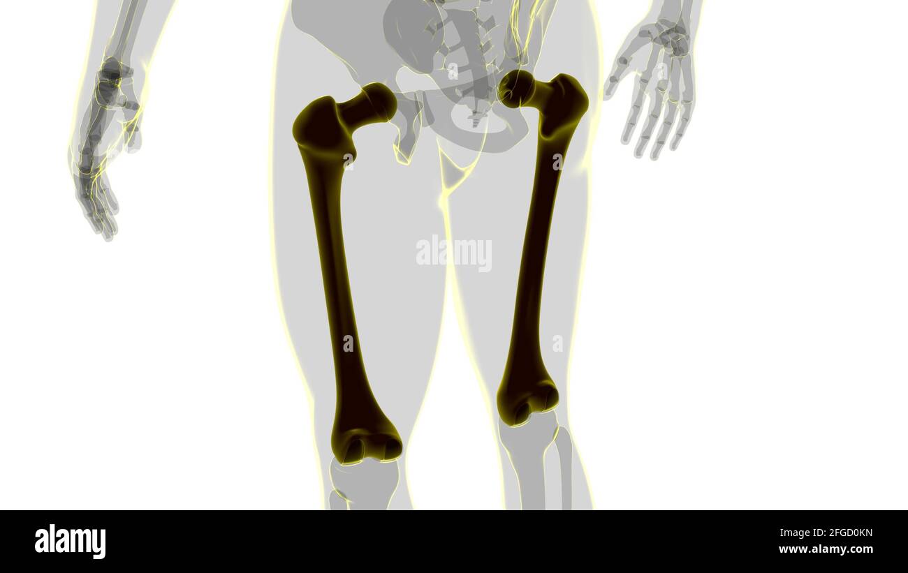 Human skeleton anatomy Femur Bone 3D Rendering For Medical Concept ...