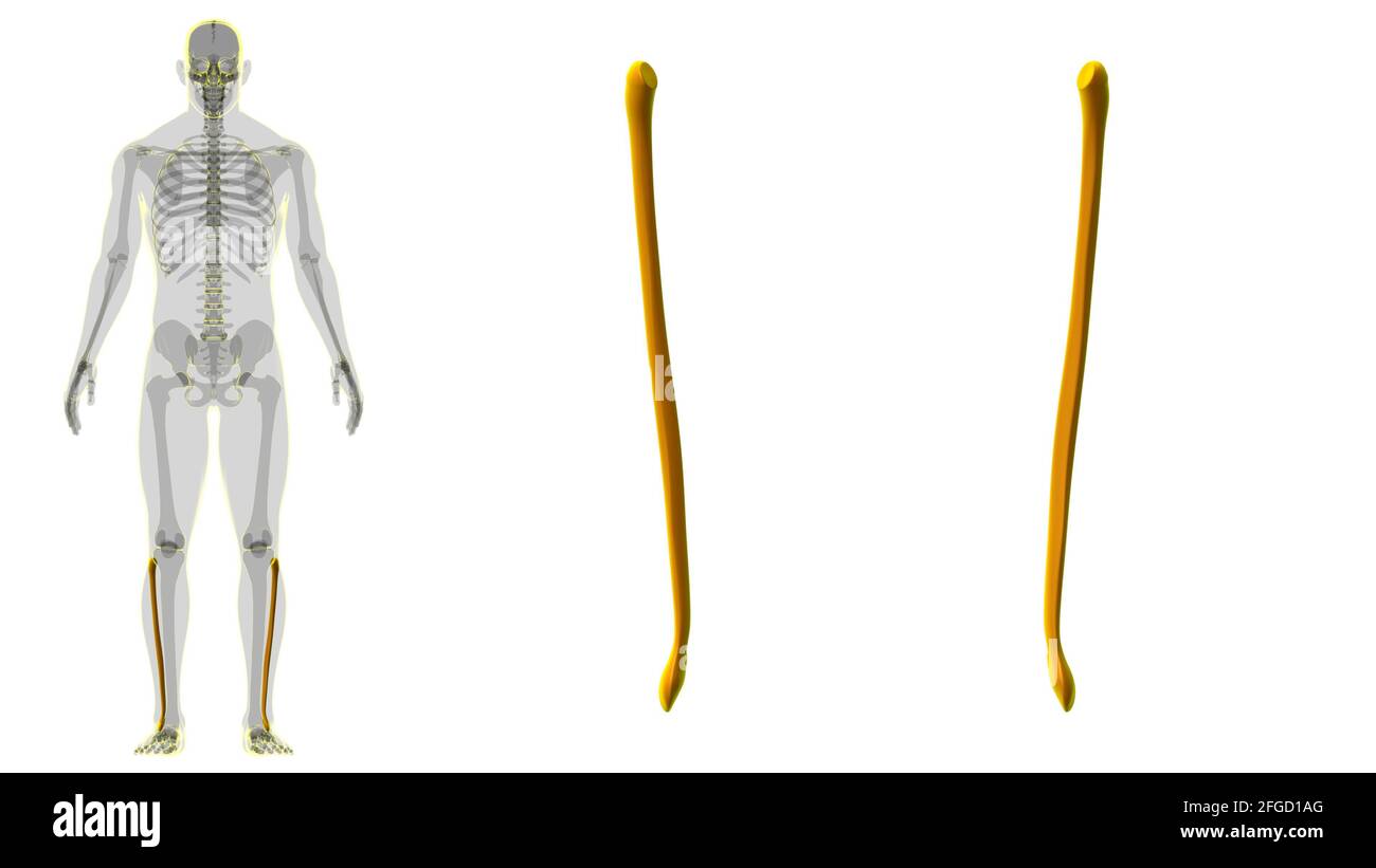 Human skeleton anatomy Fibula Bone 3D Rendering For Medical Concept ...