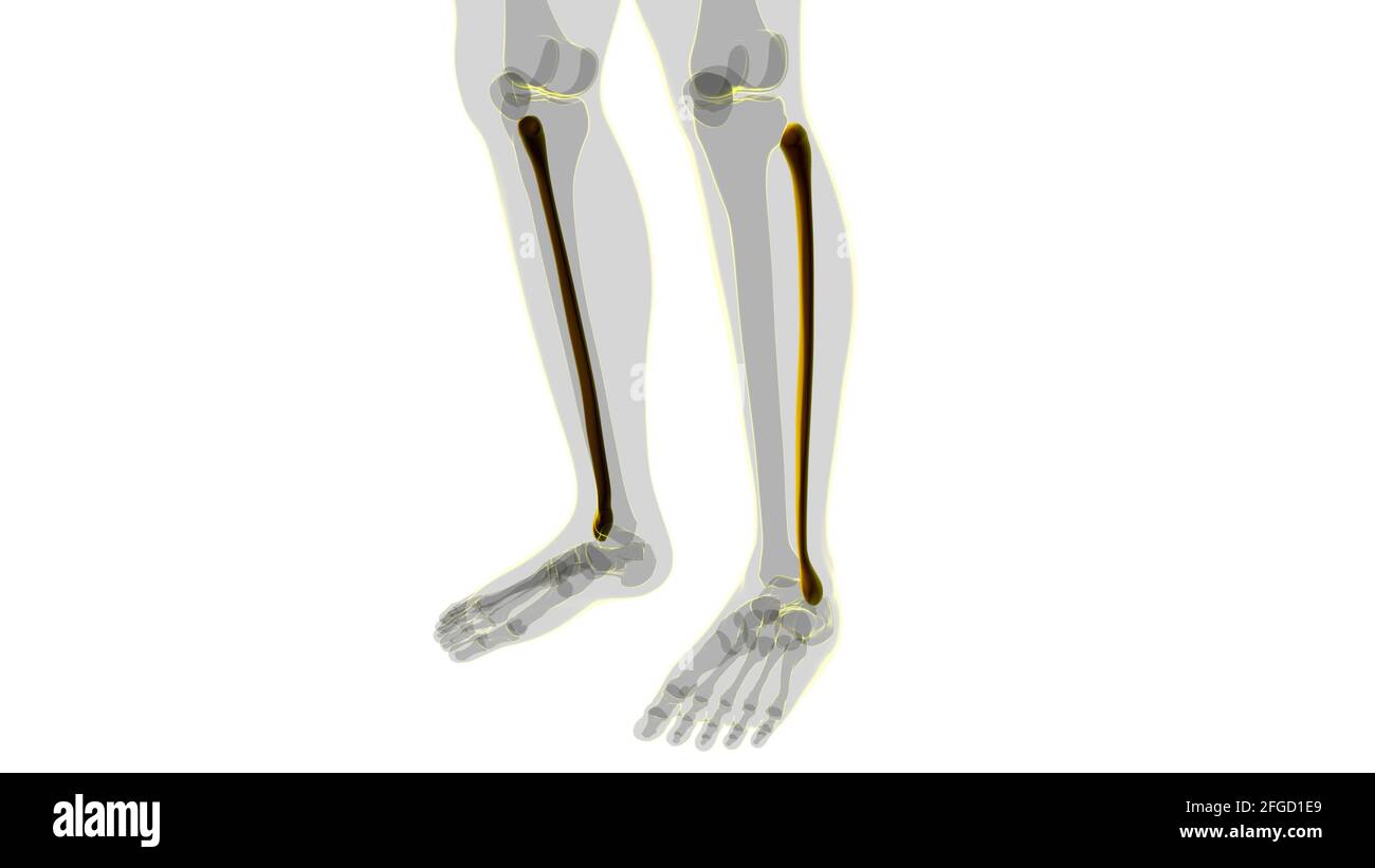 Human skeleton anatomy Fibula Bone 3D Rendering For Medical Concept ...