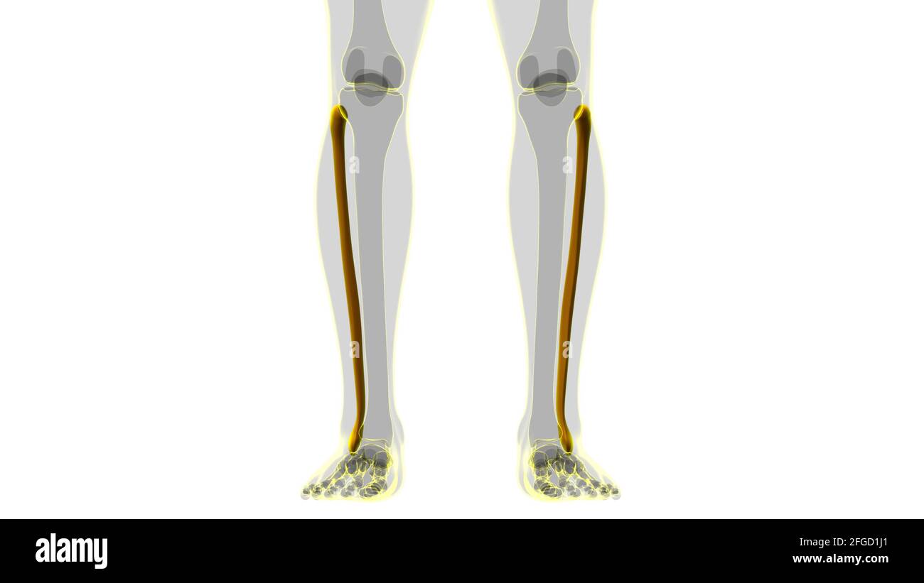 Human skeleton anatomy Fibula Bone 3D Rendering For Medical Concept ...