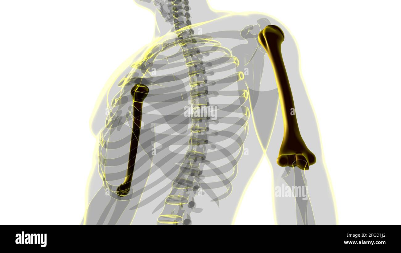 Human skeleton anatomy Humerus Bone 3D Rendering For Medical Concept ...