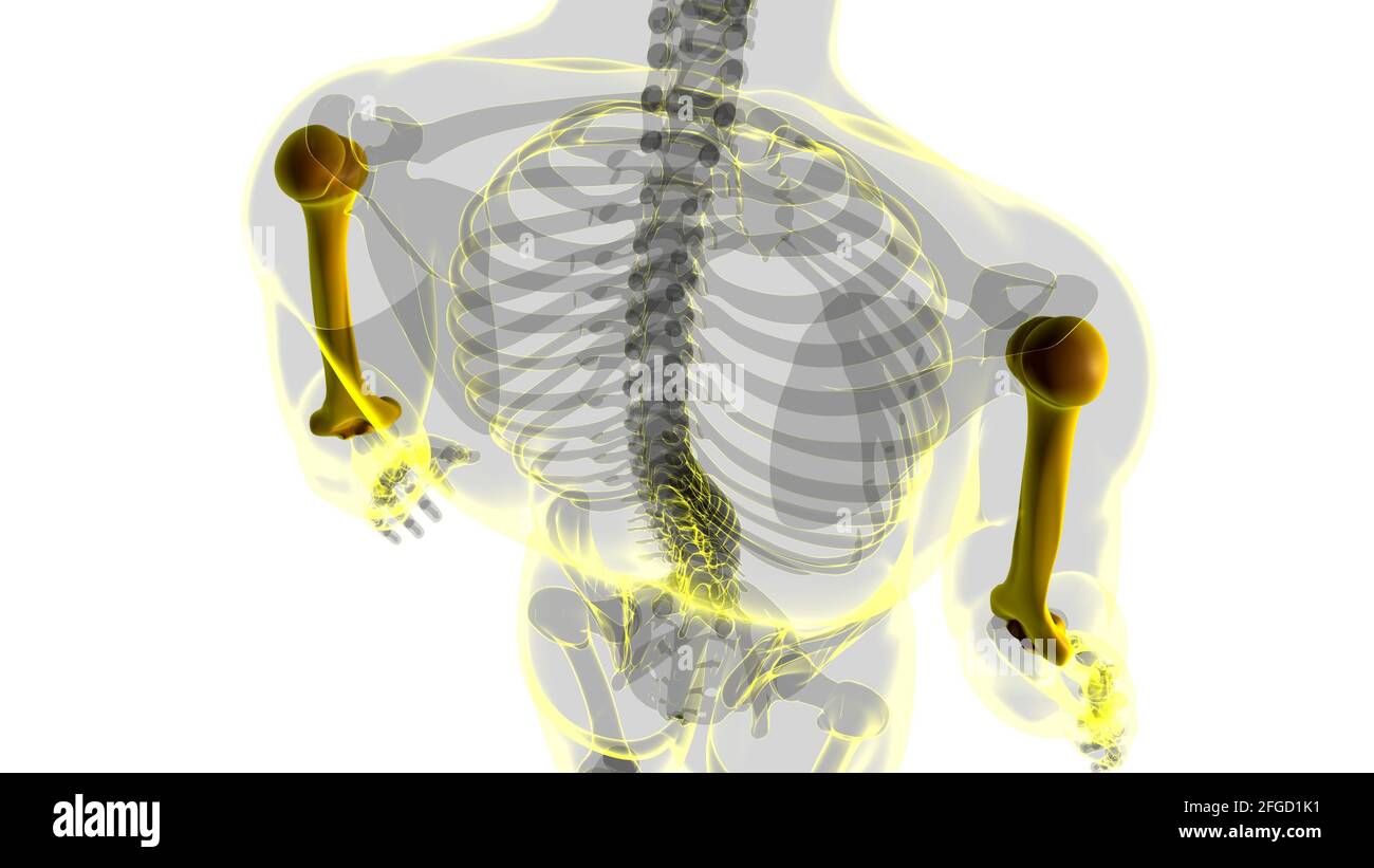 Human skeleton anatomy Humerus Bone 3D Rendering For Medical Concept ...