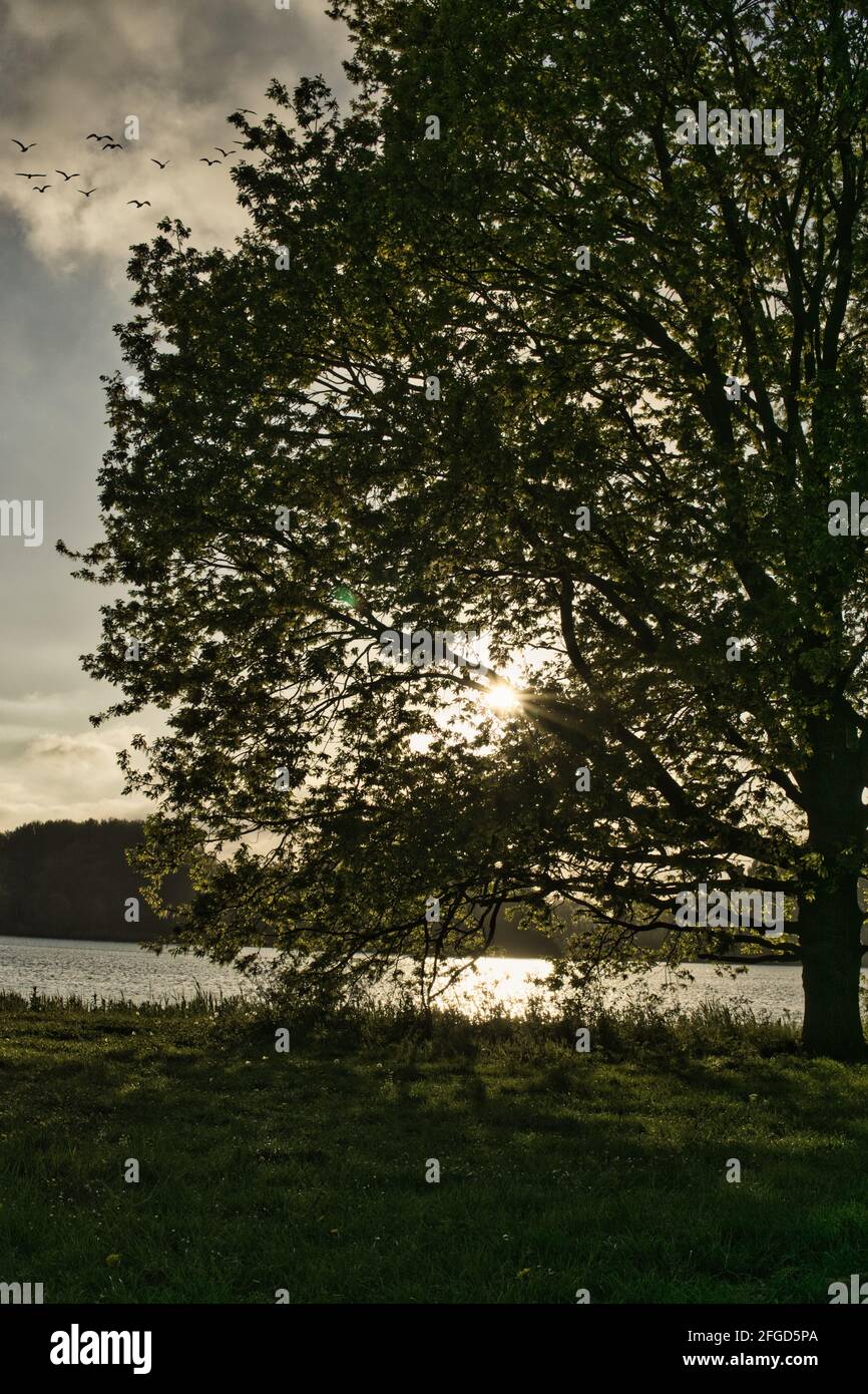 Beautiful shot giant tree hi-res stock photography and images - Alamy