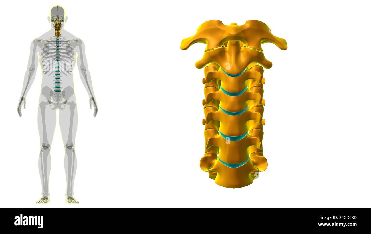 Human Skeleton Vertebral Column Cervical Vertebrae Anatomy 3D ...