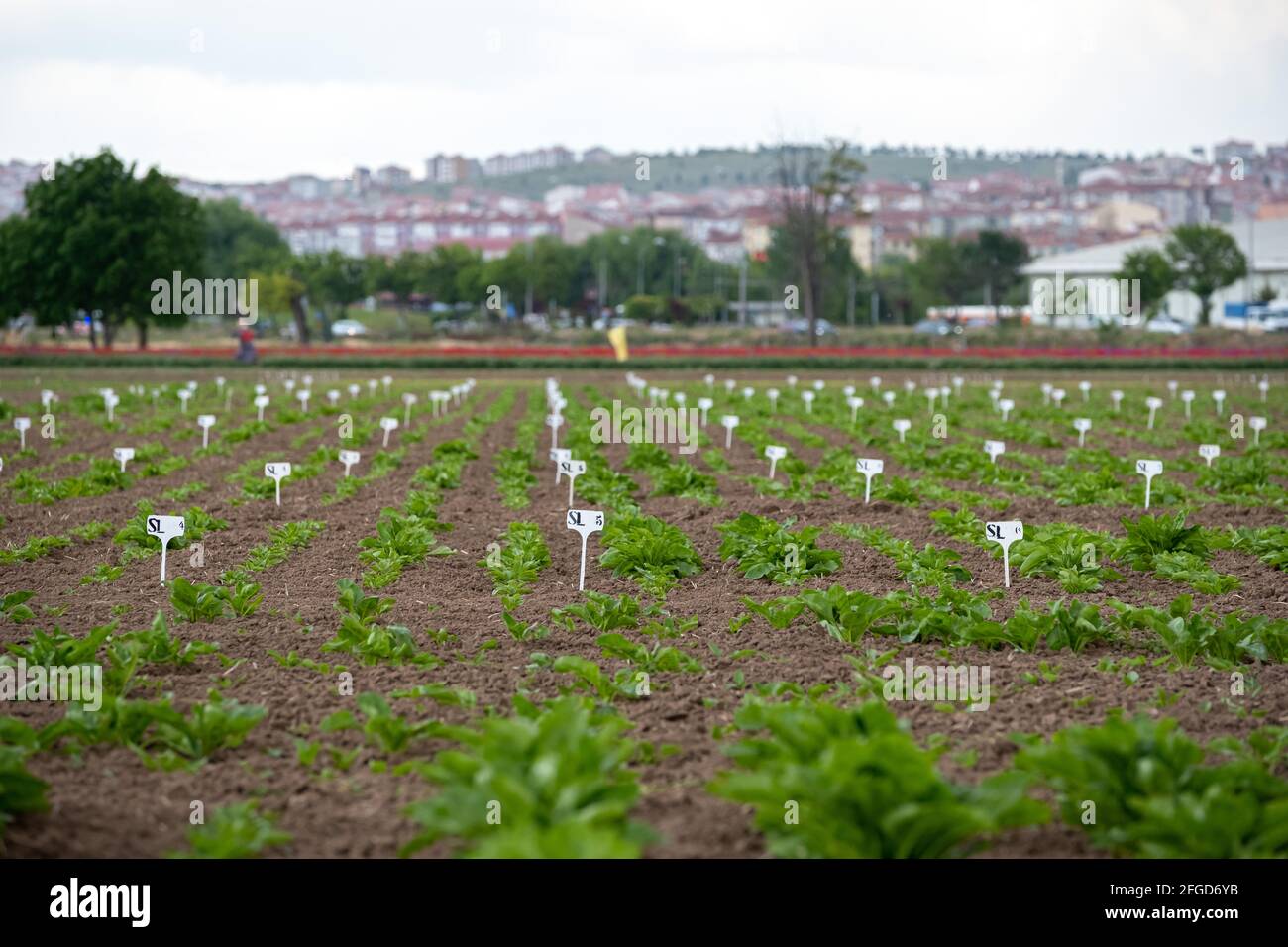 testing different conditions for better plant in the field Stock Photo ...