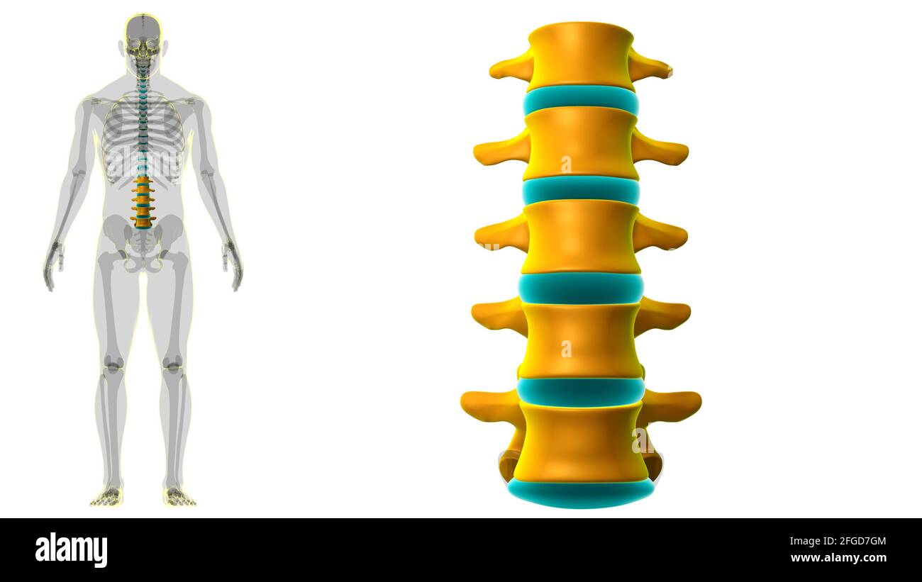 Human Skeleton Vertebral Column Lumbar Vertebrae Anatomy 3D ...