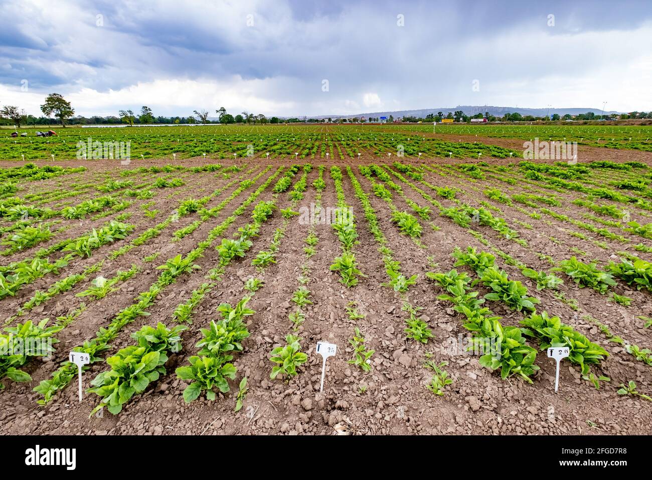 testing different conditions for better plant in the field Stock Photo ...
