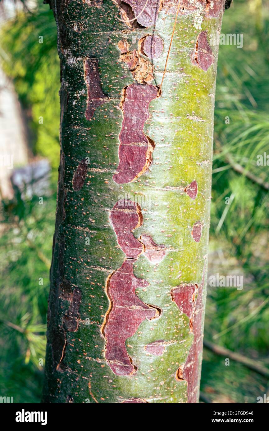 Beautiful textured and colored trunk of a pine tree (Himalayan pine or ...