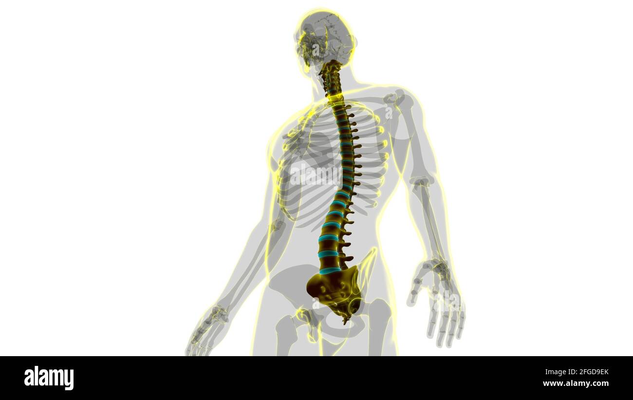 Human Skeleton Vertebral Column Vertebrae Anatomy 3D Illustration Stock ...