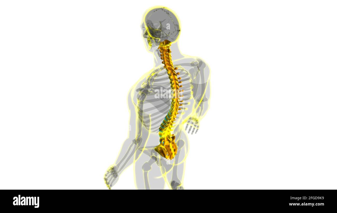 Human Skeleton Vertebral Column Vertebrae Anatomy 3D Illustration Stock ...