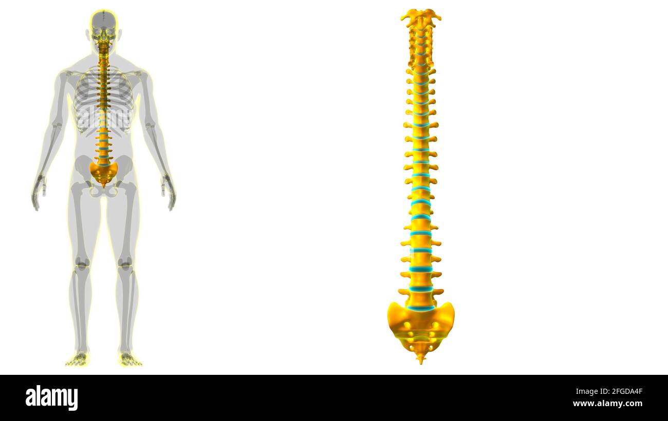 Human Skeleton Vertebral Column Vertebrae Anatomy 3D Illustration Stock ...