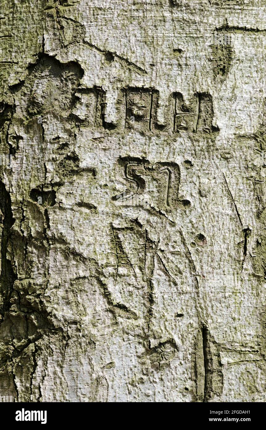 Carved letters tree hi-res stock photography and images - Alamy