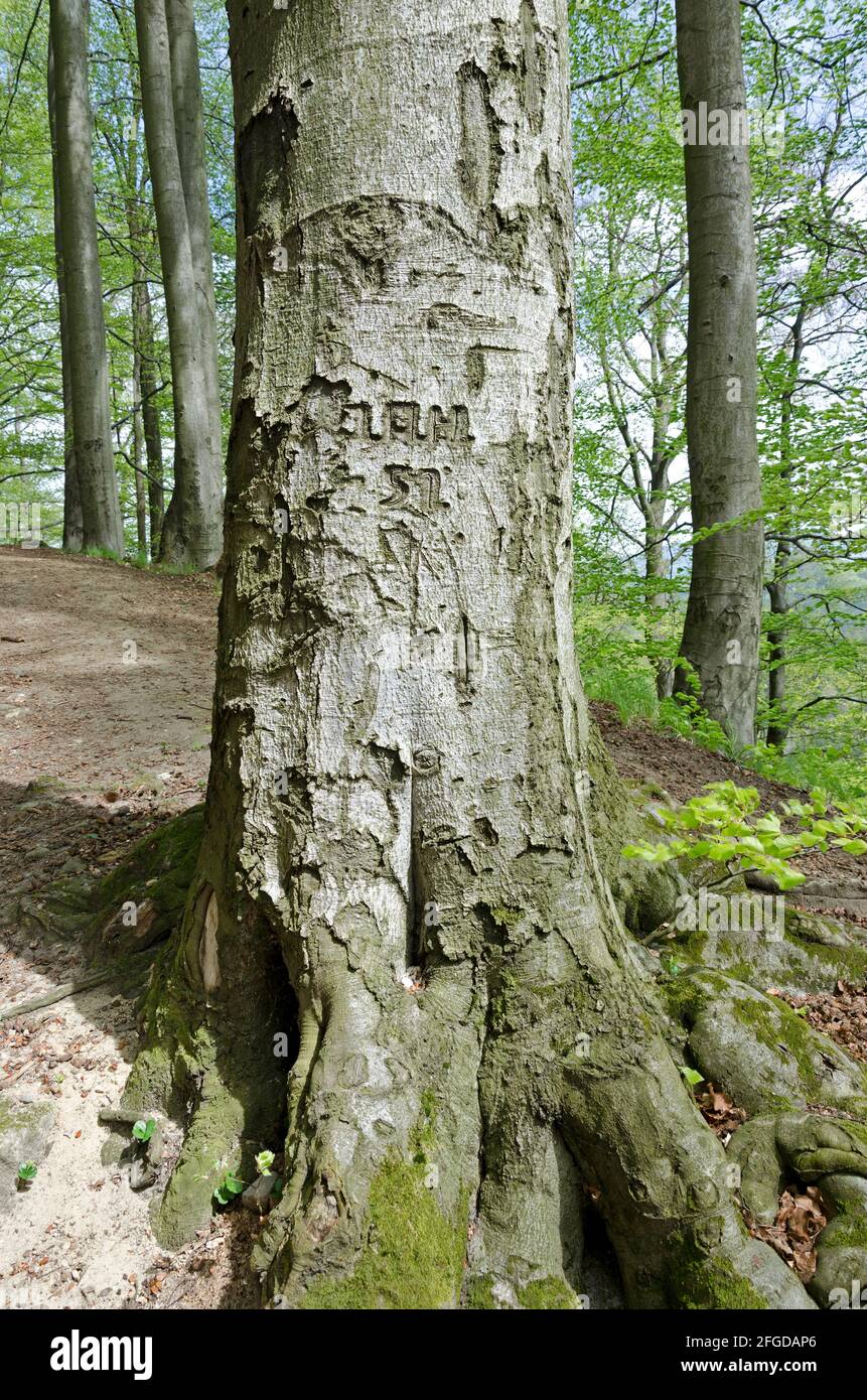 Letters carved into tree hi-res stock photography and images - Alamy
