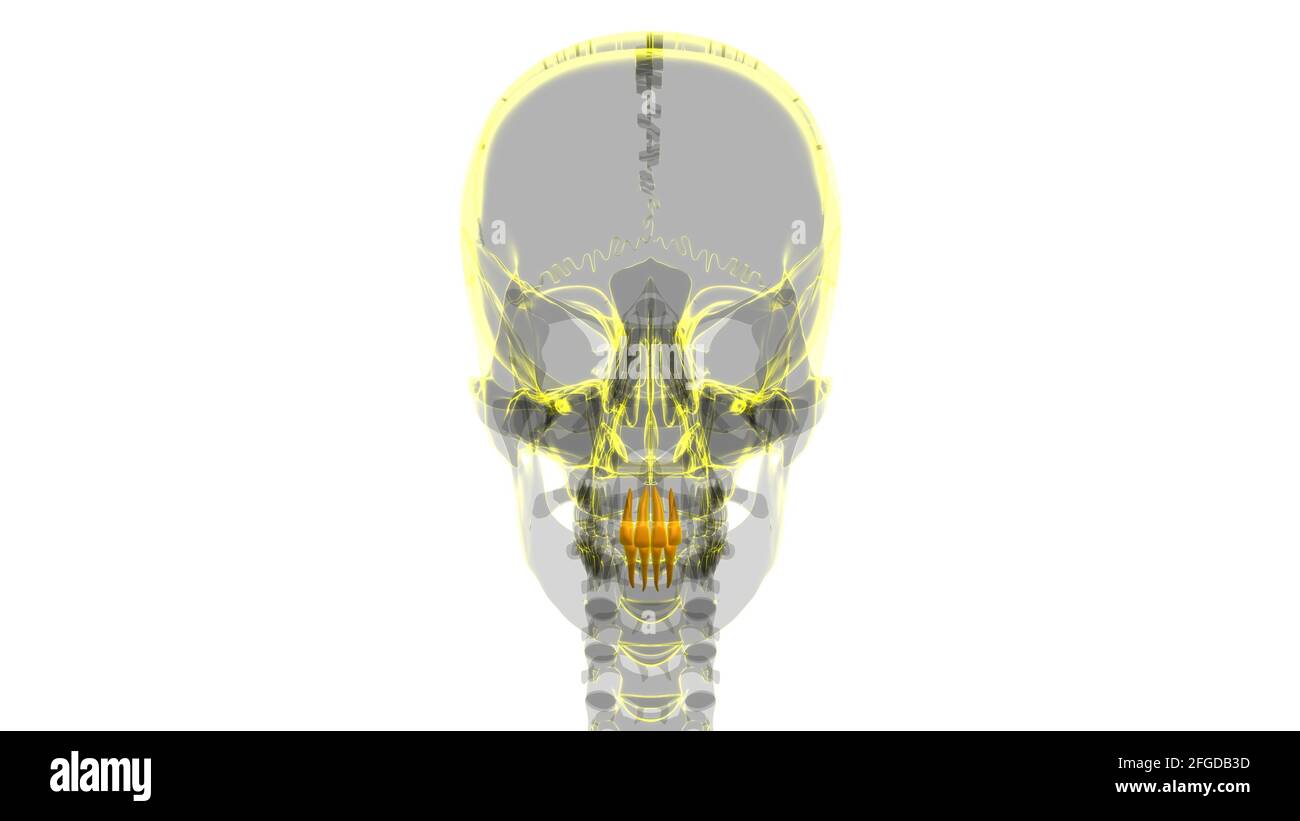 Human Teeth Incisors Anatomy 3D Illustration For Medical Concept Stock ...