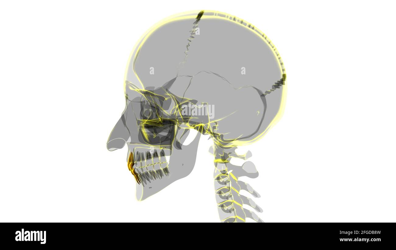 Human Teeth Incisors Anatomy 3D Illustration For Medical Concept Stock ...
