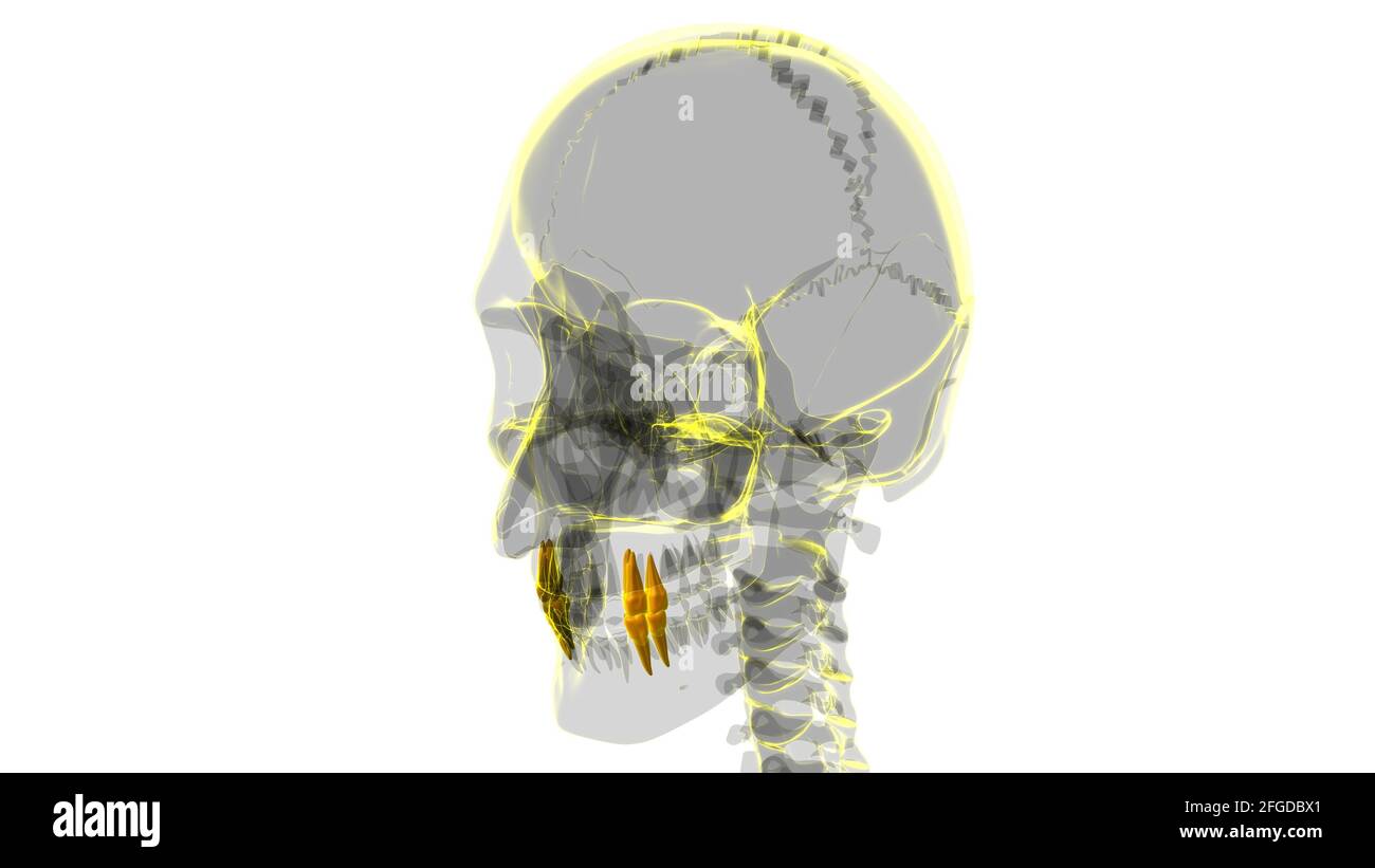 Human Teeth Premolars Anatomy 3D Illustration For Medical Concept Stock ...
