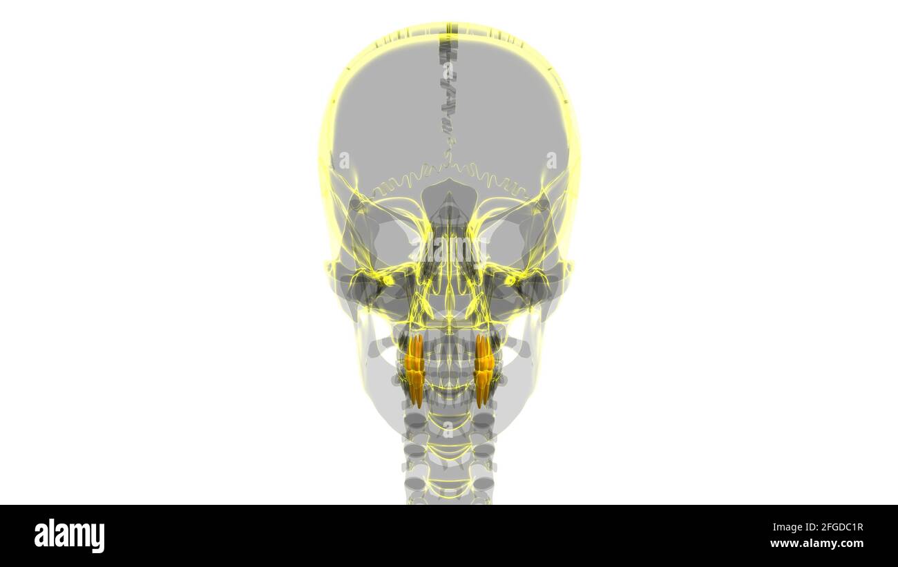 Human Teeth Premolars Anatomy 3D Illustration For Medical Concept Stock ...