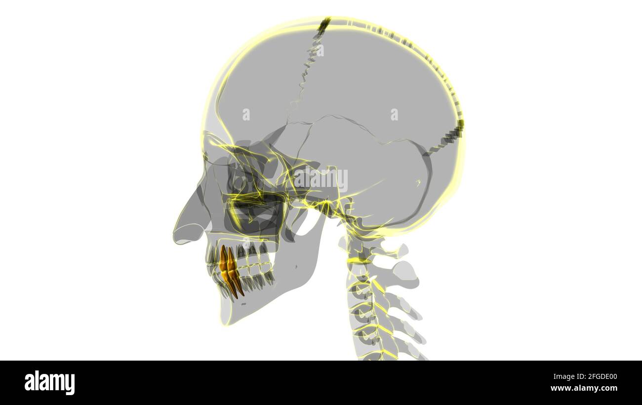 Human Teeth Premolars Anatomy 3D Illustration For Medical Concept Stock ...