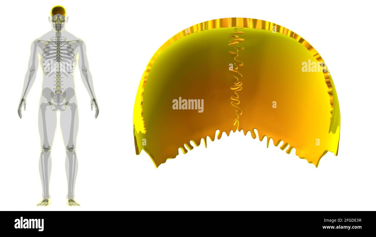 Human Skeleton Skull Parietal Bone Anatomy For Medical Concept 3D ...