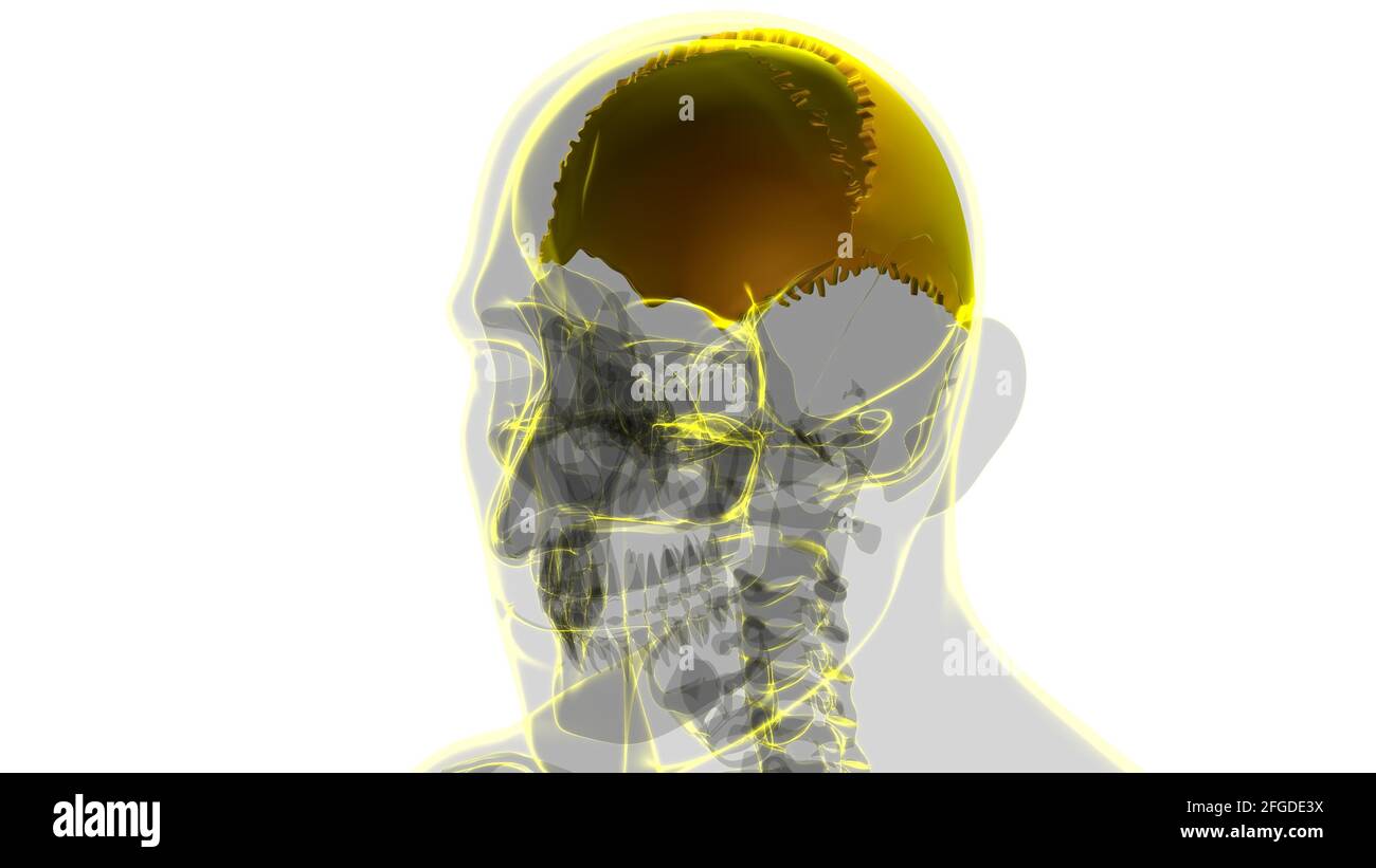 Human Skeleton Skull Parietal Bone Anatomy For Medical Concept 3D ...