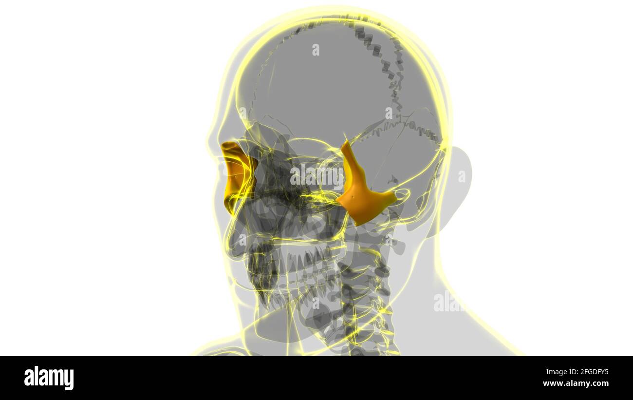 Zygomatic Bone High Resolution Stock Photography and Images - Alamy