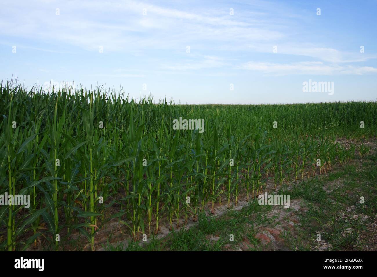 Corn plantation hi-res stock photography and images - Alamy