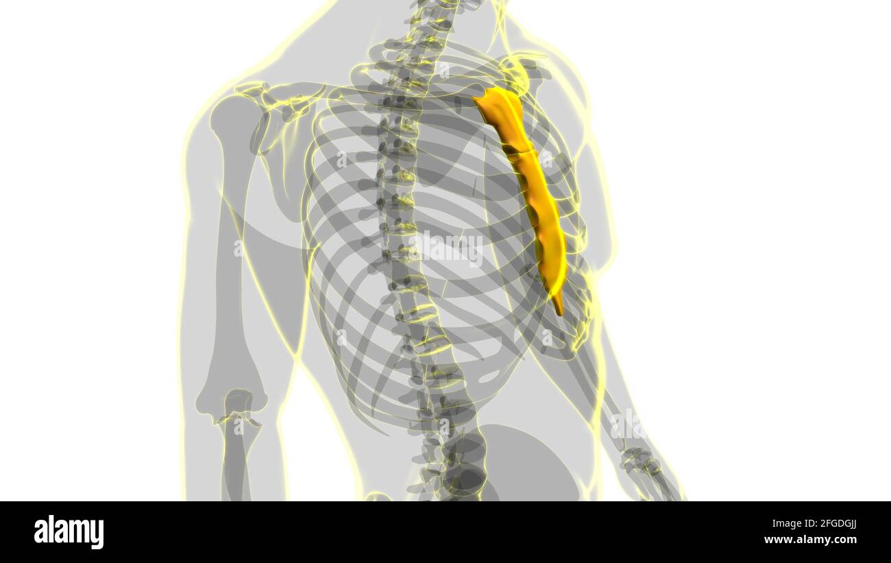 Human Skeleton Sternum Bone Anatomy For Medical Concept 3D Illustration ...