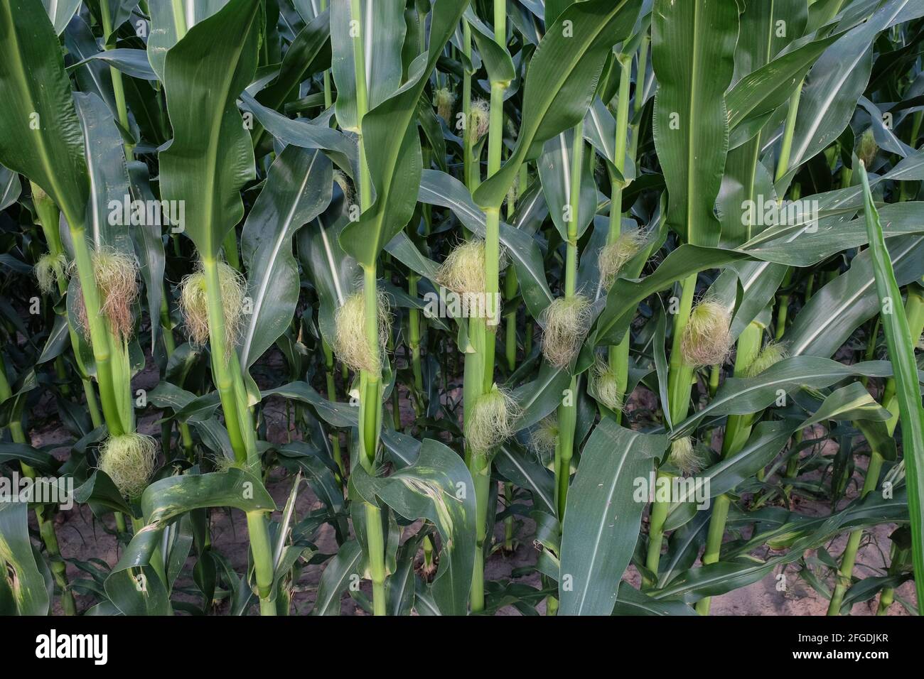 Ear maize hi-res stock photography and images - Alamy