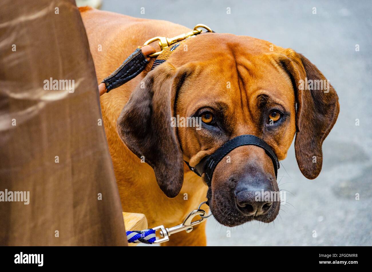 Rhodesian ridgeback face hi-res stock photography and images - Alamy