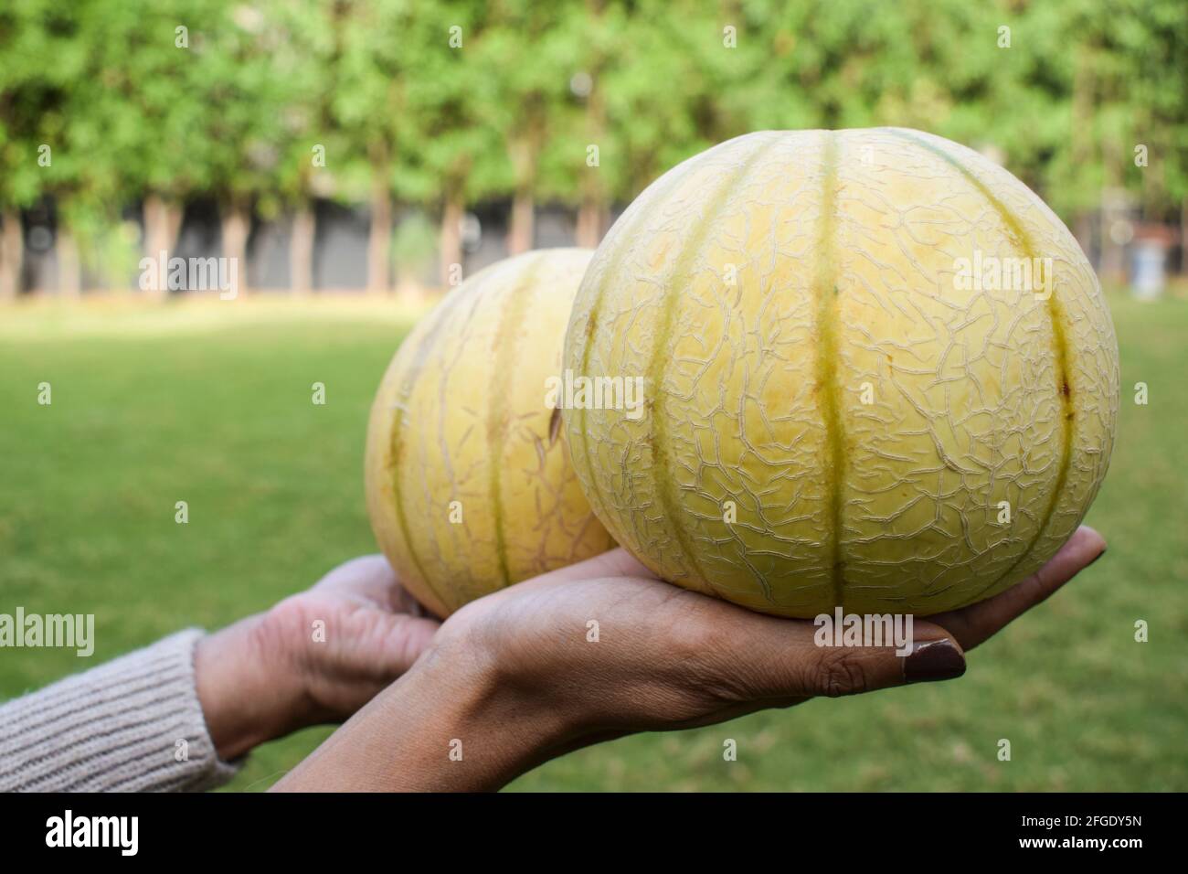 Indian melon farming hi-res stock photography and images - Alamy