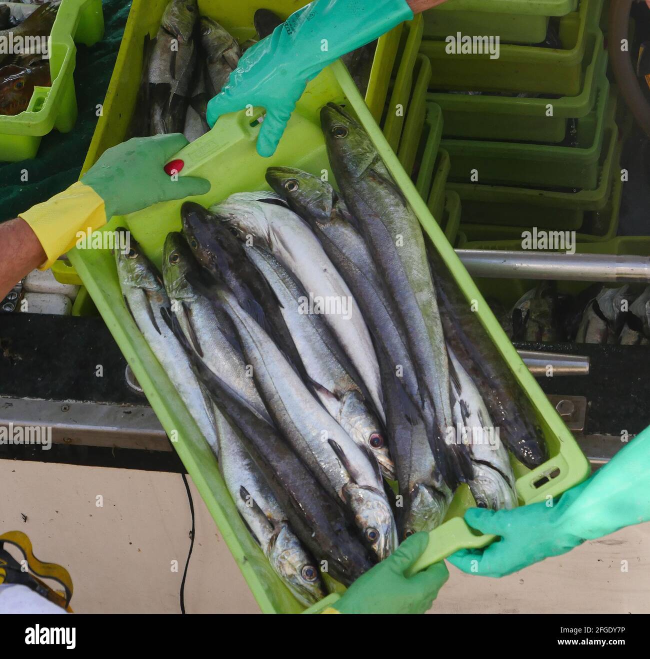 Salmonete Red Mullet Fish Market High Resolution Stock Photography and ...