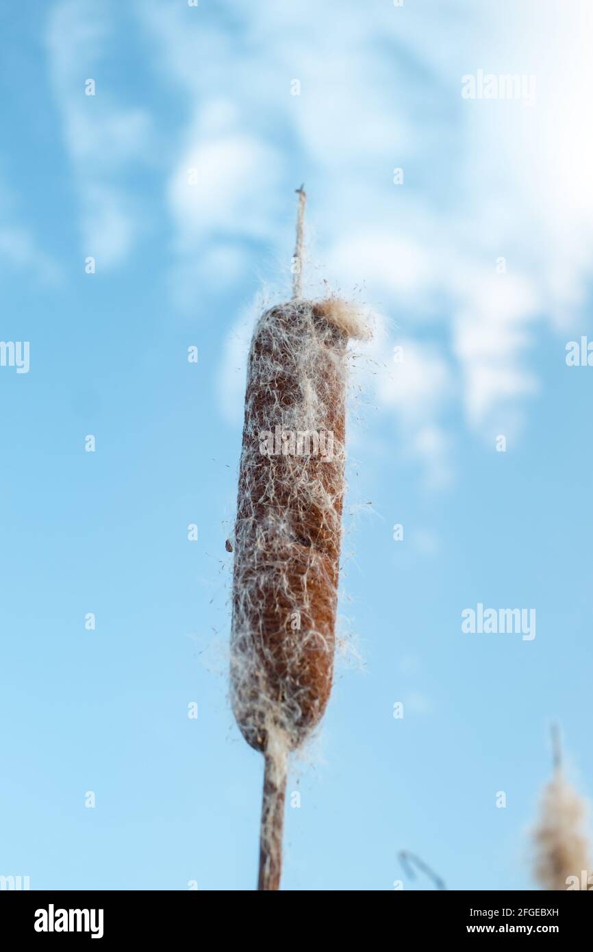 Fluffy cattail seeds. Natural background and texture Stock Photo - Alamy